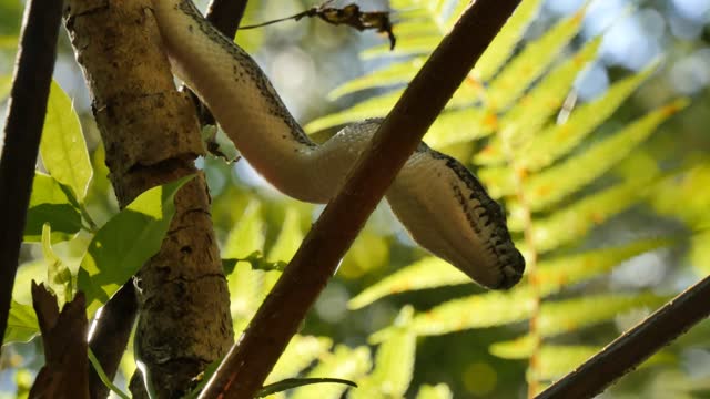 Snake Biting Woman Stock Footage: Royalty-Free Video Clips - Storyblocks