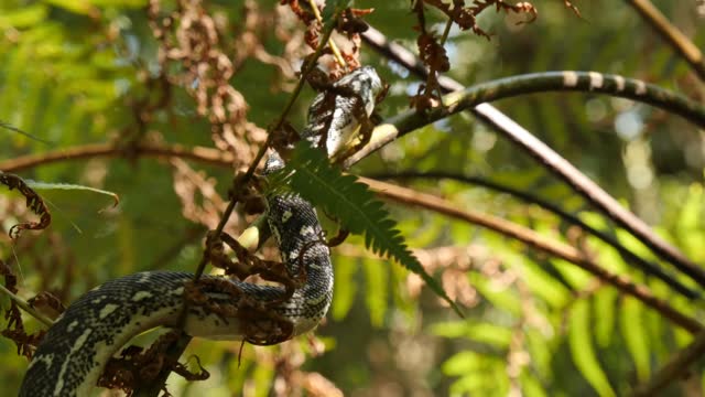 Royal Python Stock Footage: Royalty-Free Video Clips - Storyblocks