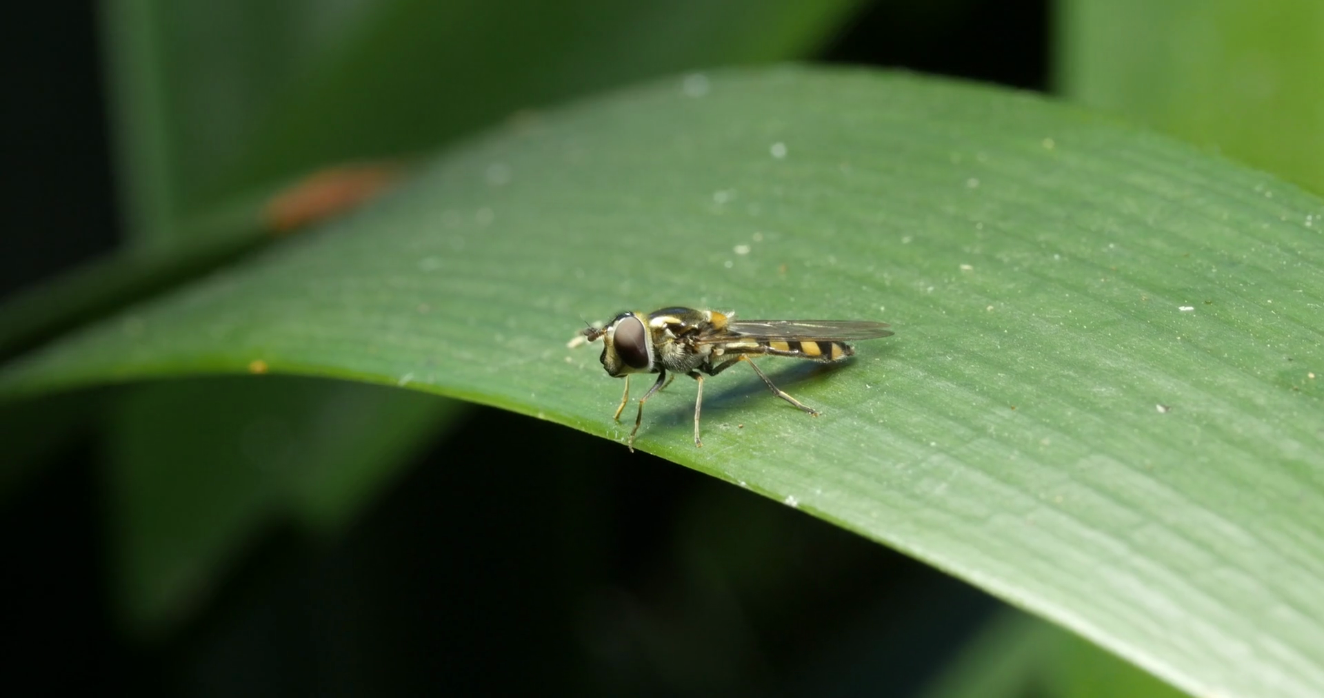 Small Slender Hover Fly - Flower Flies Stock Footage SBV-313931604 ...