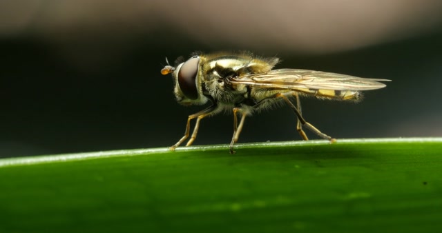 Slow Fly Stock Footage: Royalty-Free Video Clips - Storyblocks