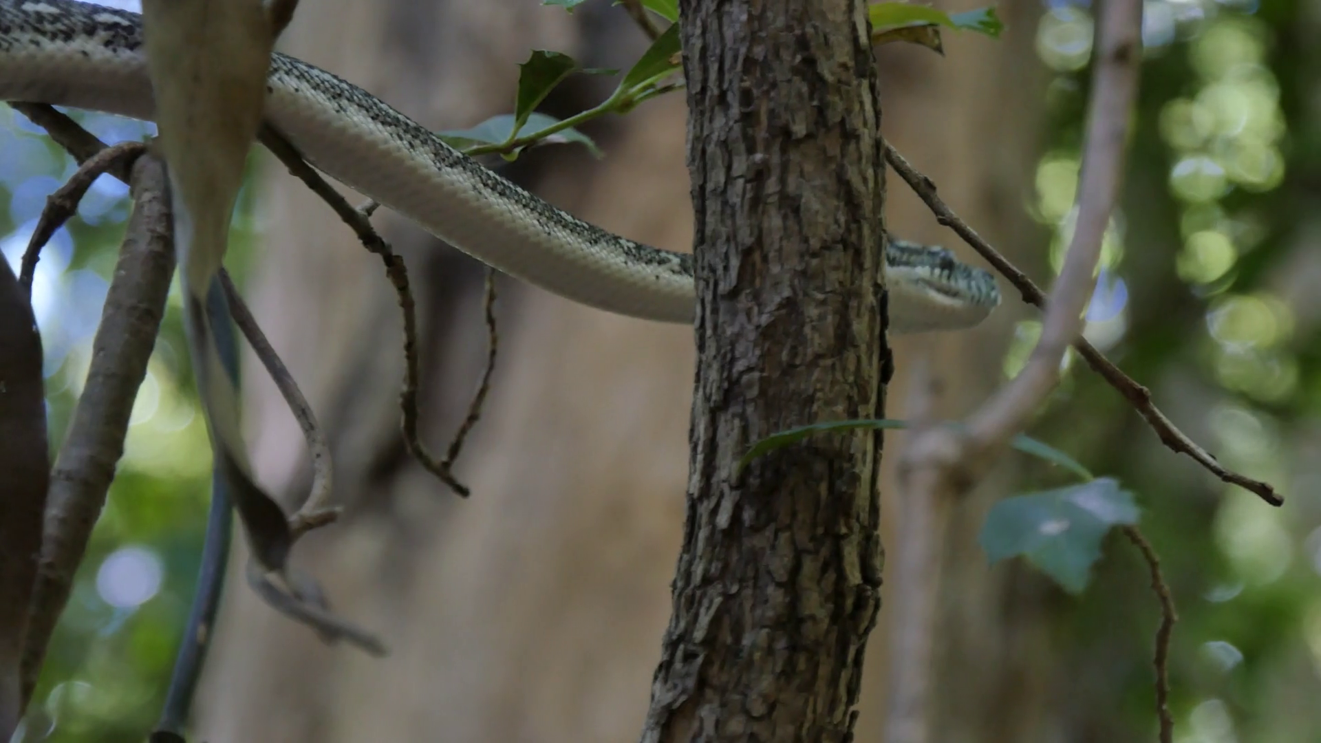 Snake Hunting In Lush Rain Forest Stock Footage SBV-313895585 - Storyblocks