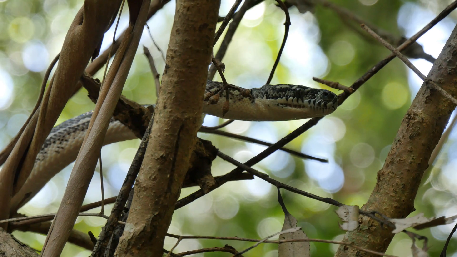 Snake Reptile Closeup Hunting In Rain Forest Stock Footage SBV ...