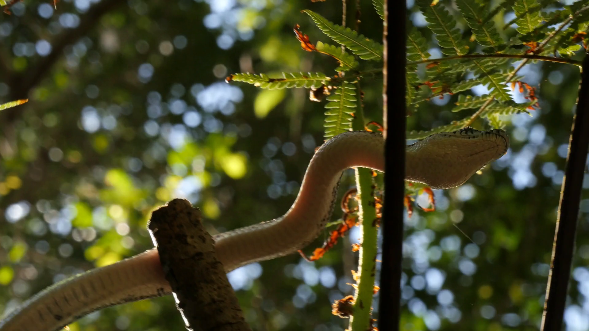Snake Reptile In Rain Forest Diamond Python Stock Footage SBV-313895721 ...