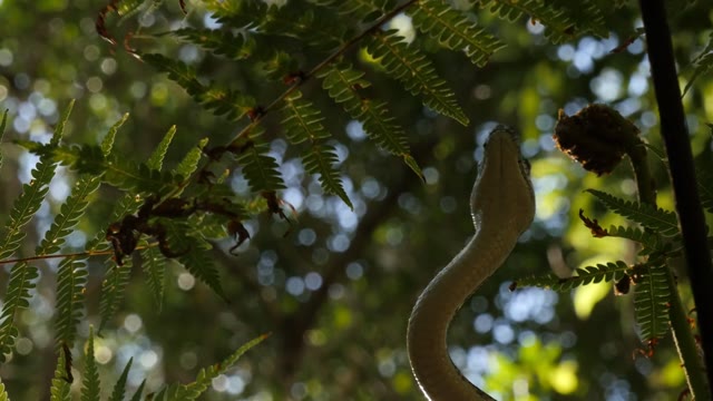 Alien Exotic Introduced Non Native Stock Footage: Royalty-Free Video ...