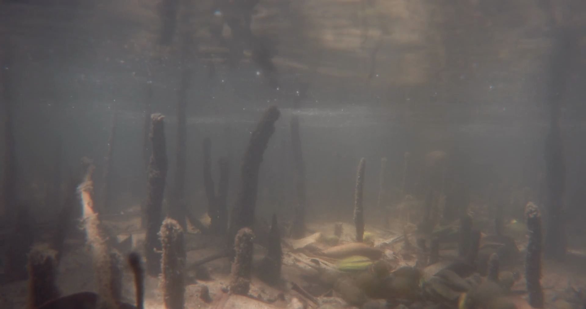 Underwater Time Lapse Mangrovetrees Tide In Stock Footage SBV-314015427 ...