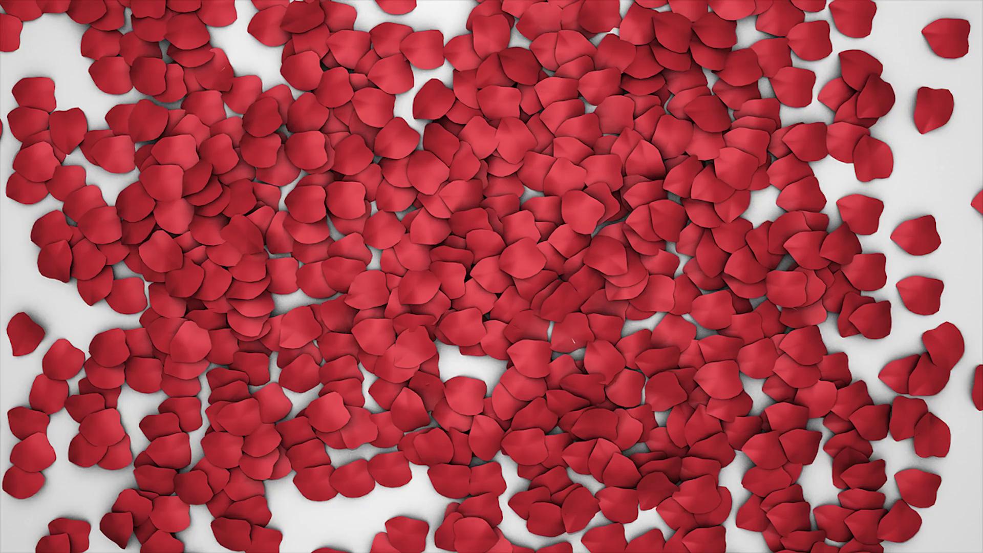 Animation of flower petals blowing in the wind. alpha channel included ...