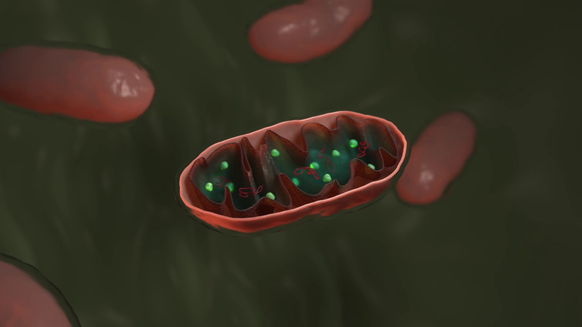 3d Render Cells Mitochondrion Typical Stock Motion Graphics SBV ...