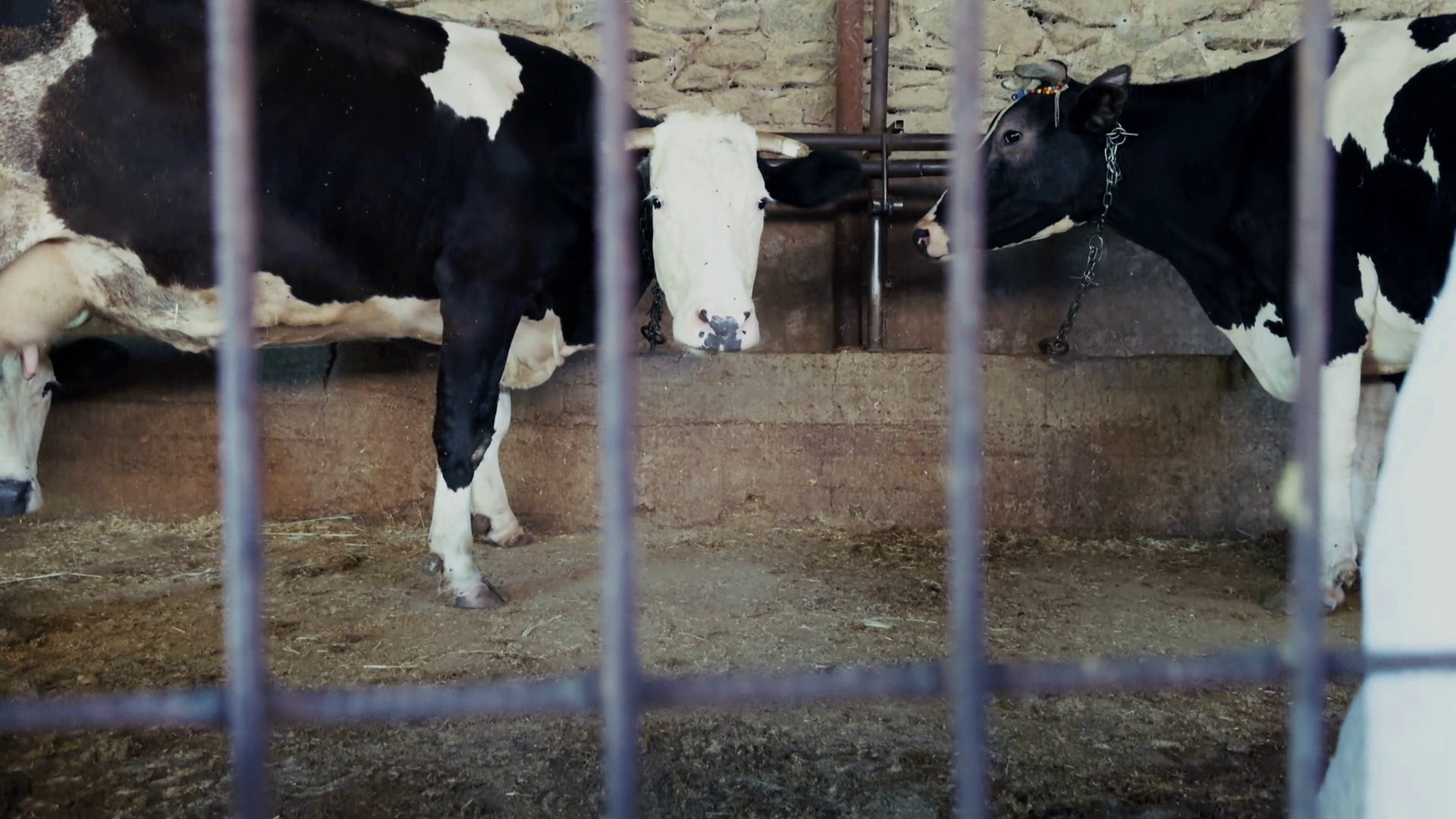 Mammal Farm Animal Cow In Barn Stock Footage SBV-352793347 - Storyblocks