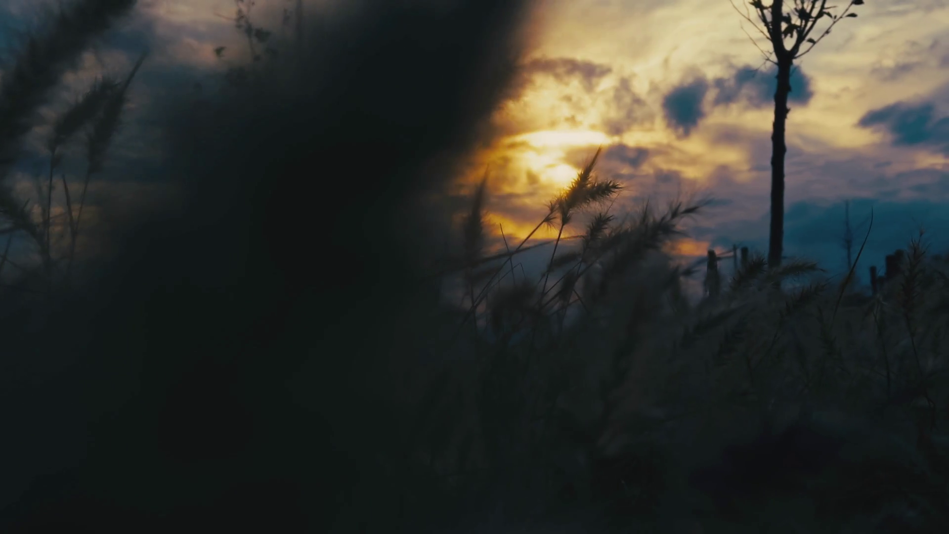 Soft Plant Feather Reeds In Sunset Light Stock Footage SBV-351712116 ...