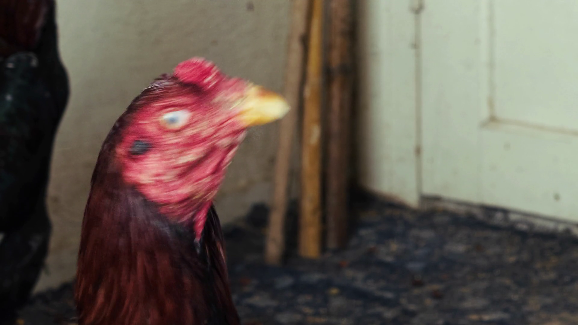 Roosters In Garden At Animal Farm Stock Footage SBV-351813341 - Storyblocks