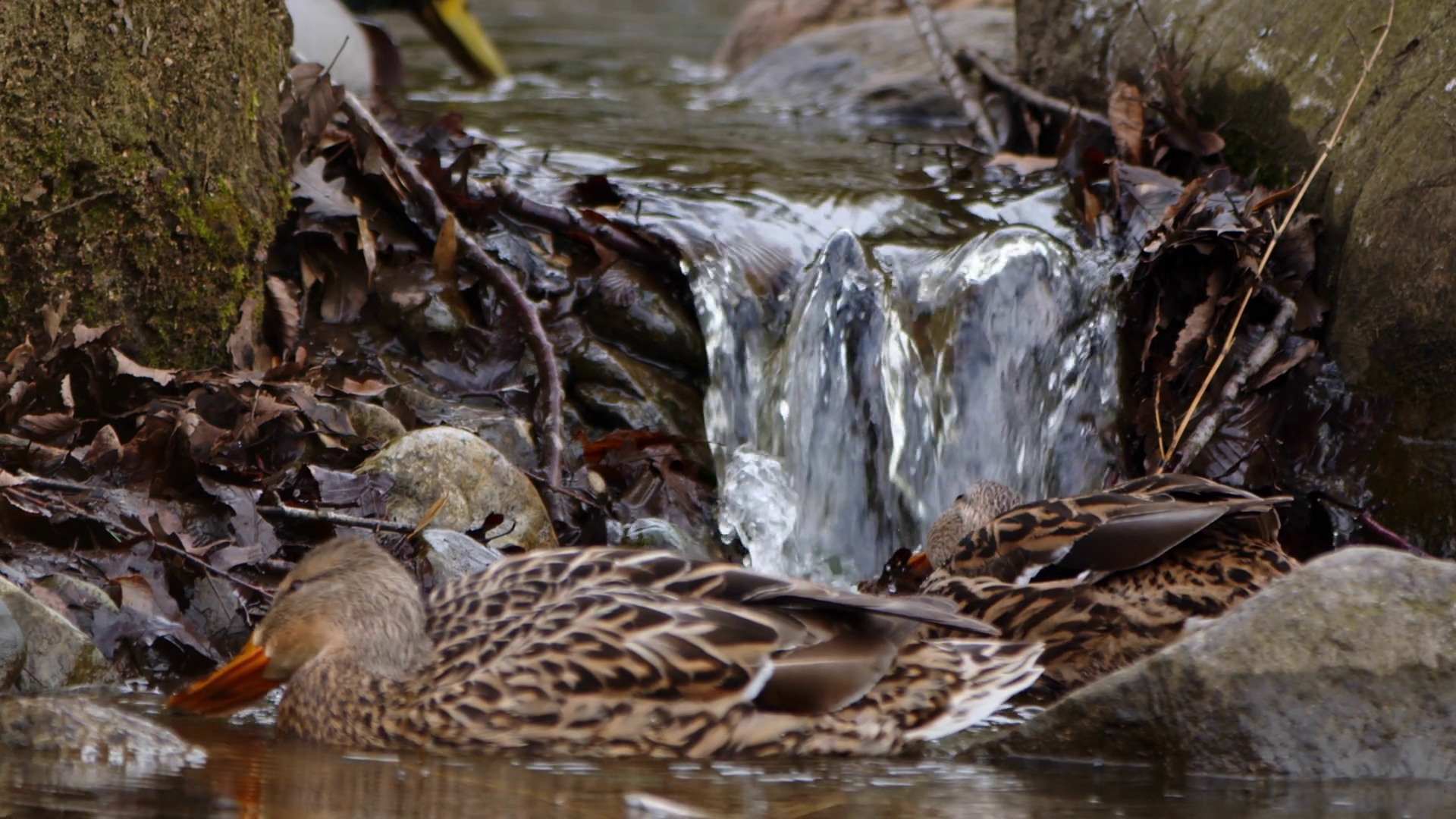 Animal Ducks Waterfall Creek Stock Footage SBV-348793141 - Storyblocks