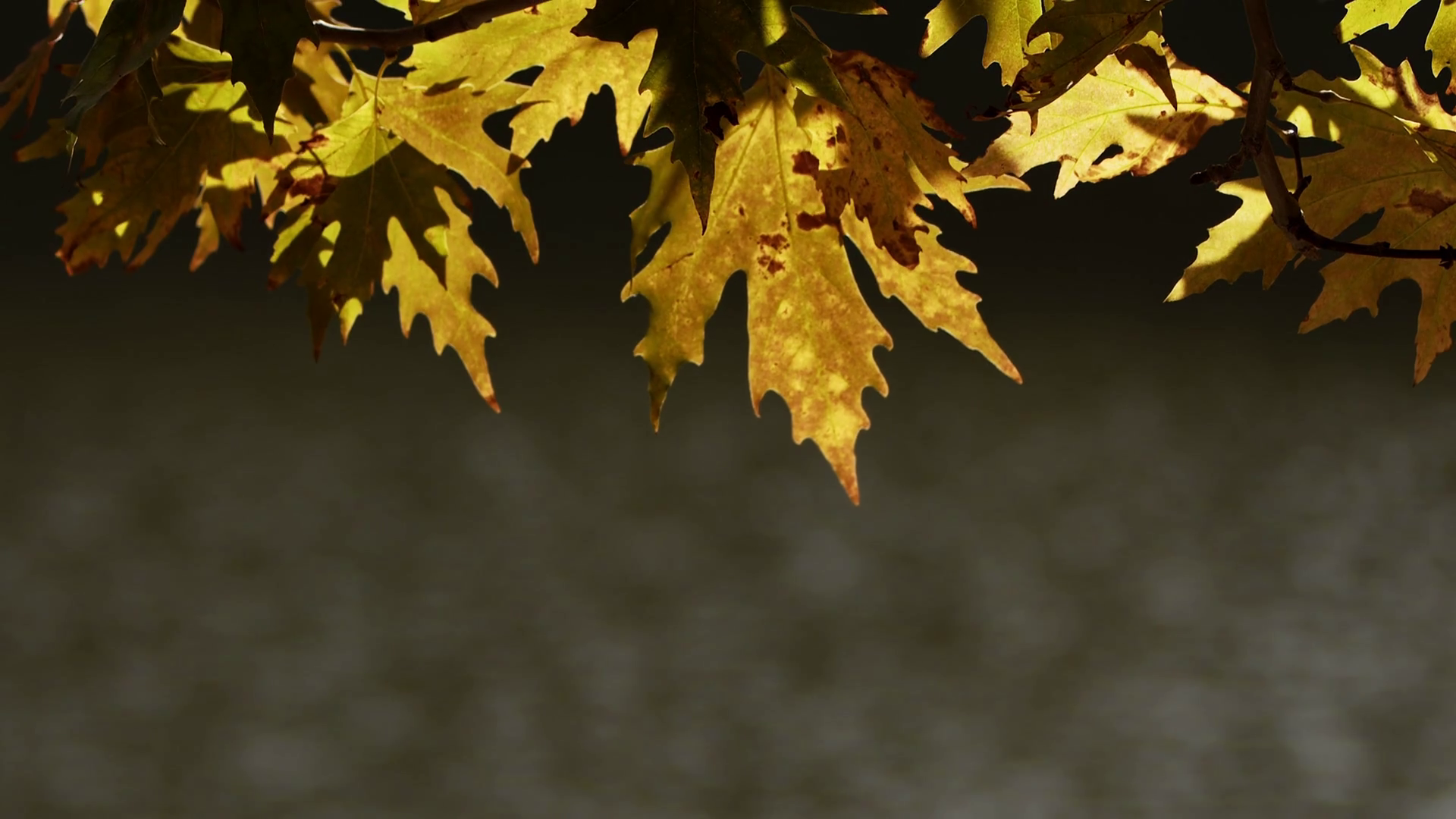 Beautiful Natural Autumn Season Romantic Stock Footage SBV-347257915 ...