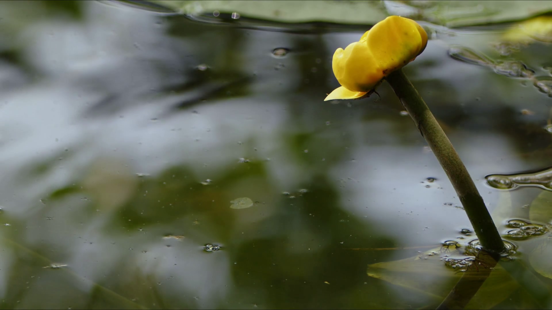 Lotus Flowers Leaves On Lake Water Stock Footage SBV-347798837 ...