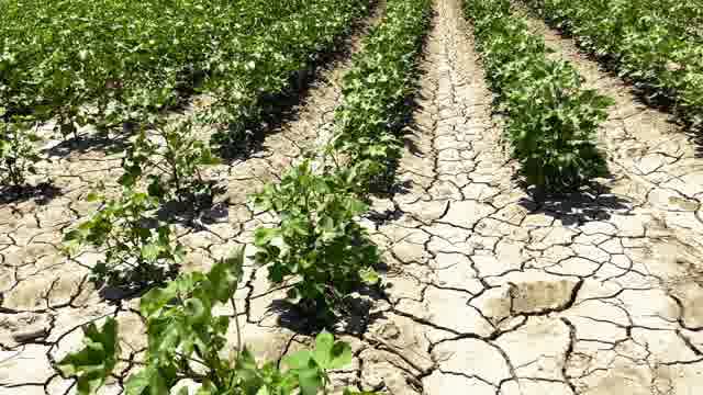 Cracked Ground Farm Stock Footage: Royalty-Free Video Clips - Storyblocks