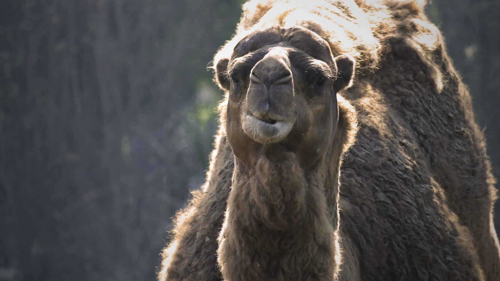 Mammal Animal Camel Ruminate Chewing Stock Footage SBV-331880371 ...