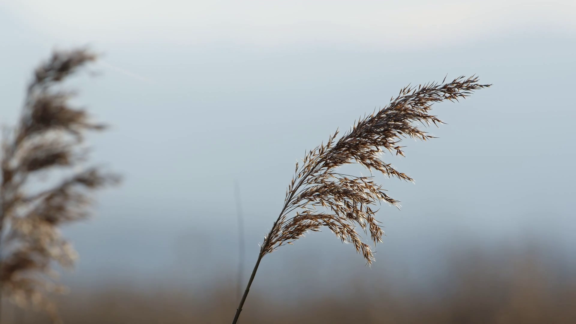 Close Up View Of Dry Reeds In Nature In Stock Footage SBV-347636650 ...