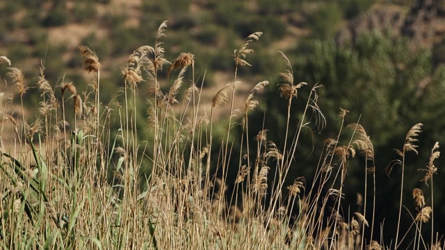 Weed Stems Stock Footage: Royalty-Free Video Clips - Storyblocks