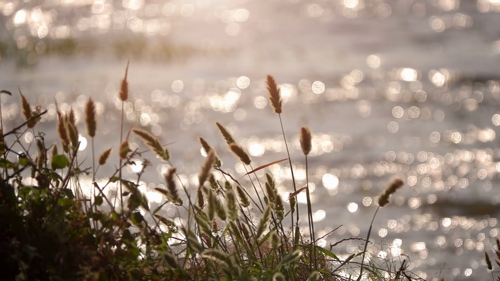 Reeds Lake In Nature 2 Stock Footage SBV-335554815 - Storyblocks