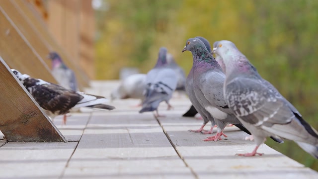 Pigeon Letter Delivery Stock Footage: Royalty-Free Video Clips ...