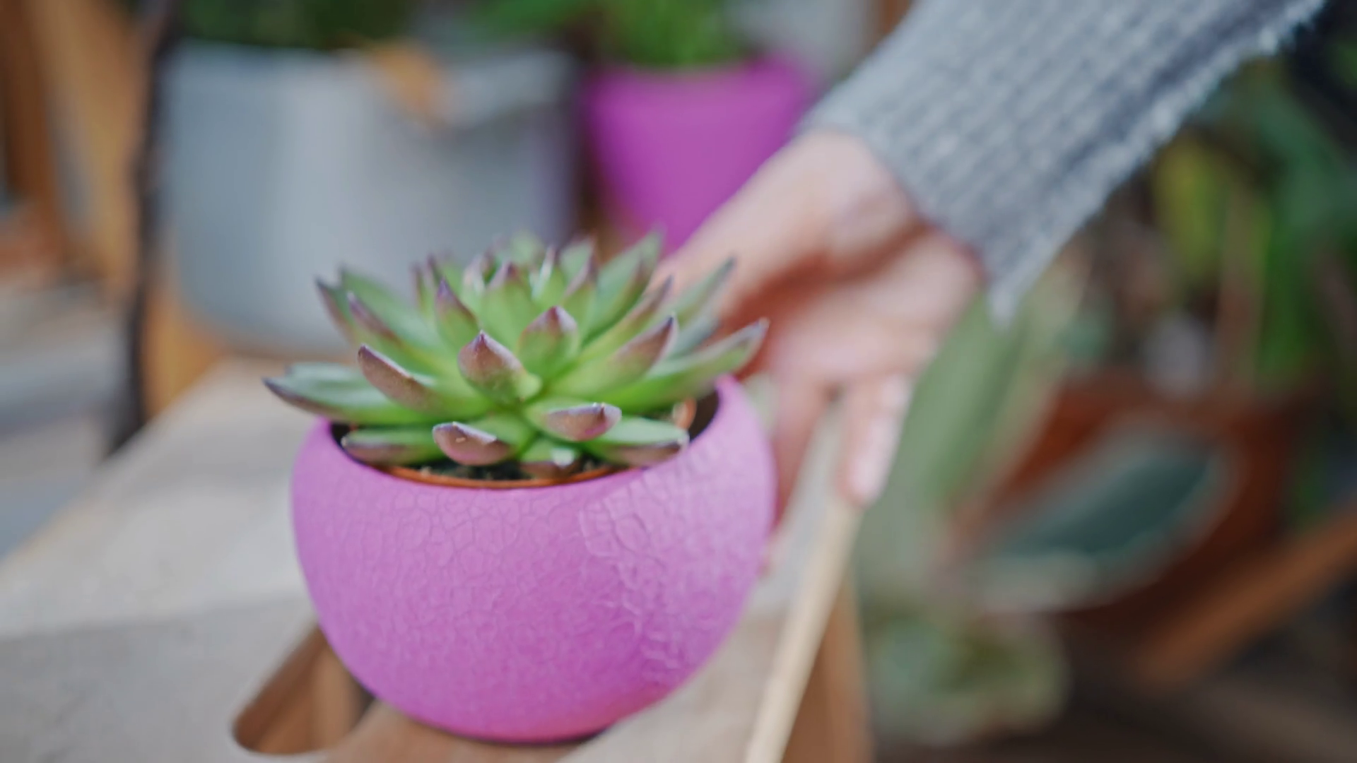 woman holding succulent plant in pot home gardening hobby concept slow motion Stock Video ...