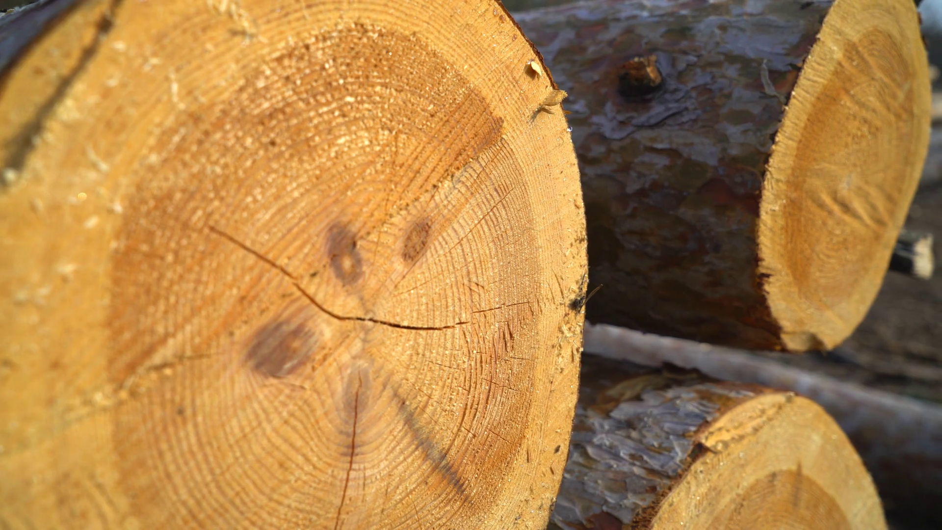 Logs Fallen Trees Lie On Ground Smooth Stock Footage SBV-314771621 ...