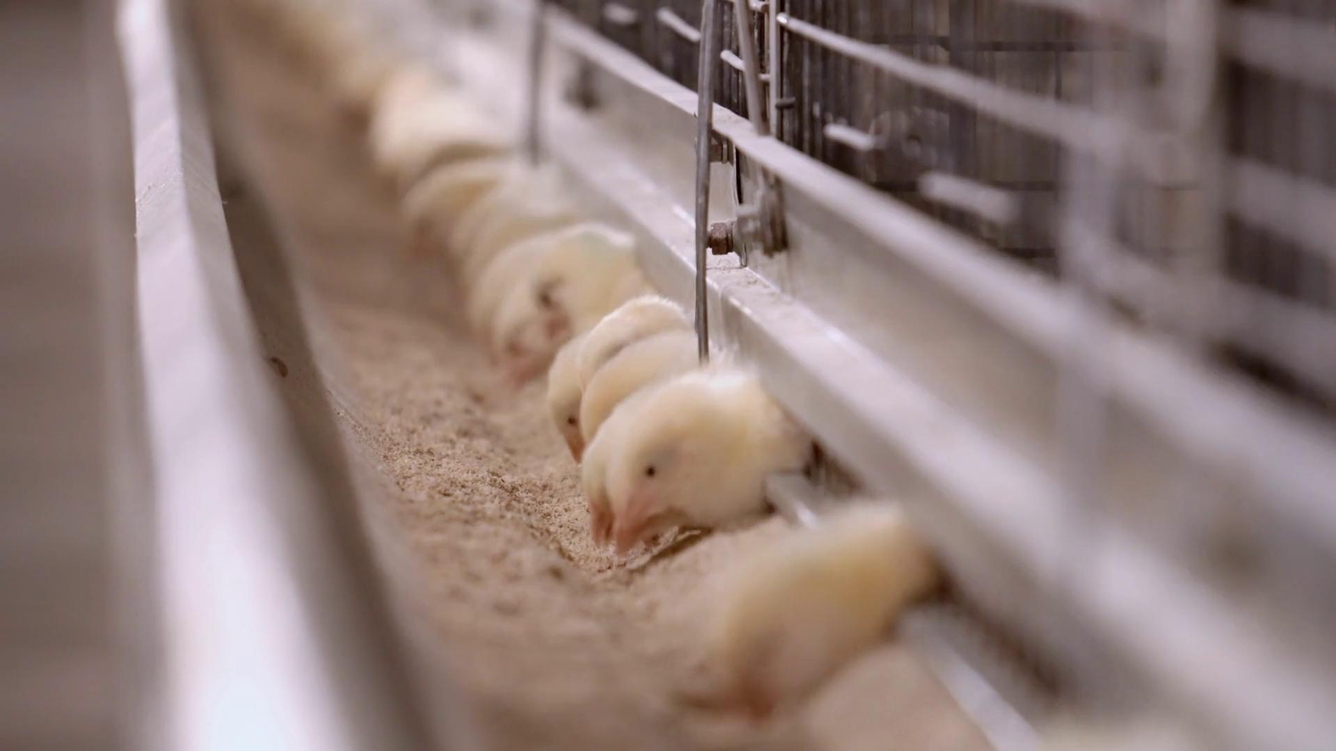 Adorable Yellow Chickens Pecking Feed At Stock Footage SBV-338125391 ...