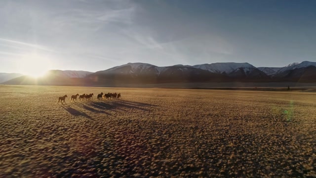 Wild Horse Stock Footage: Royalty-Free Video Clips - Storyblocks