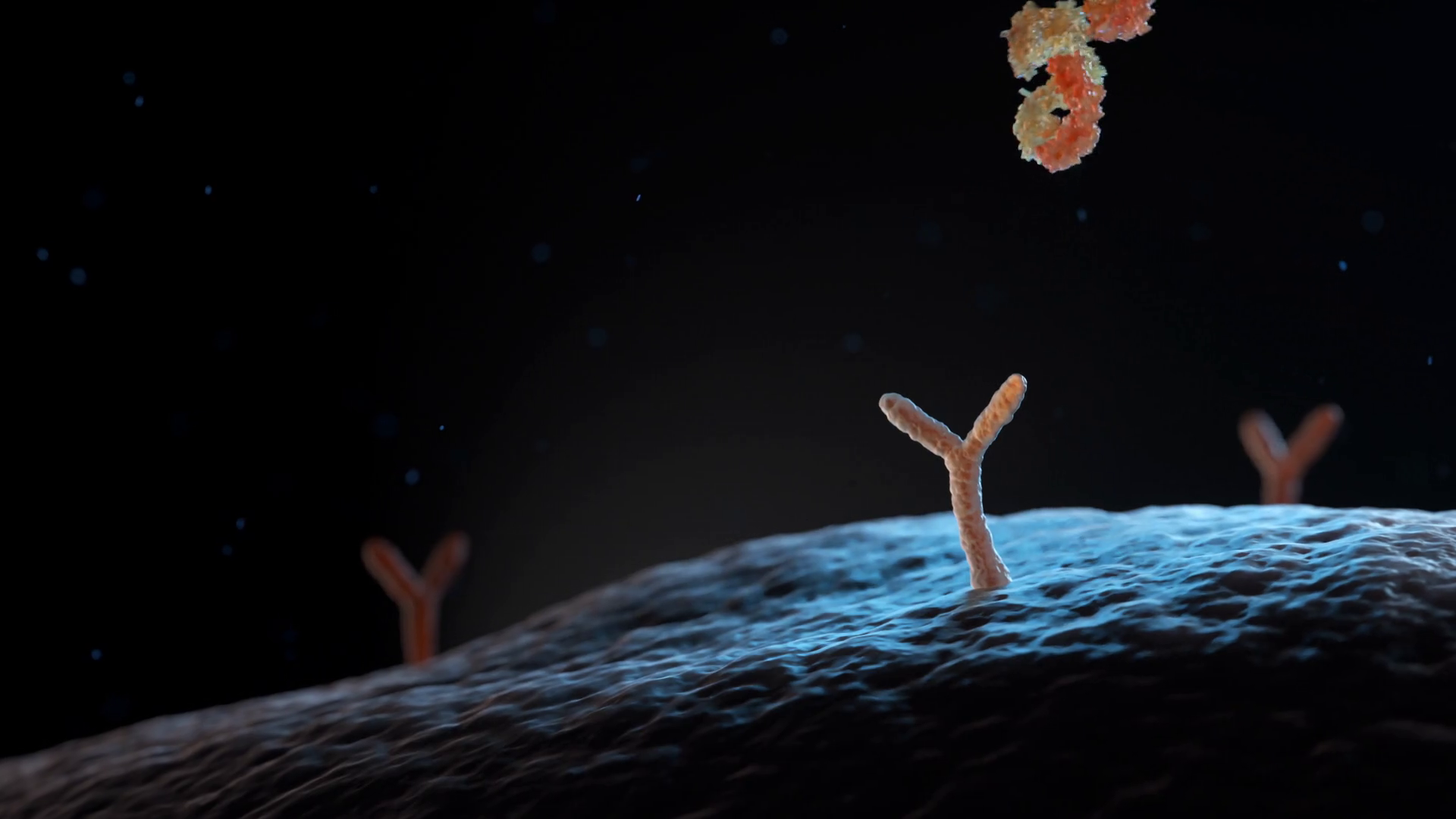 Antibody binding to human cell receptors. 3D animation Motion ...