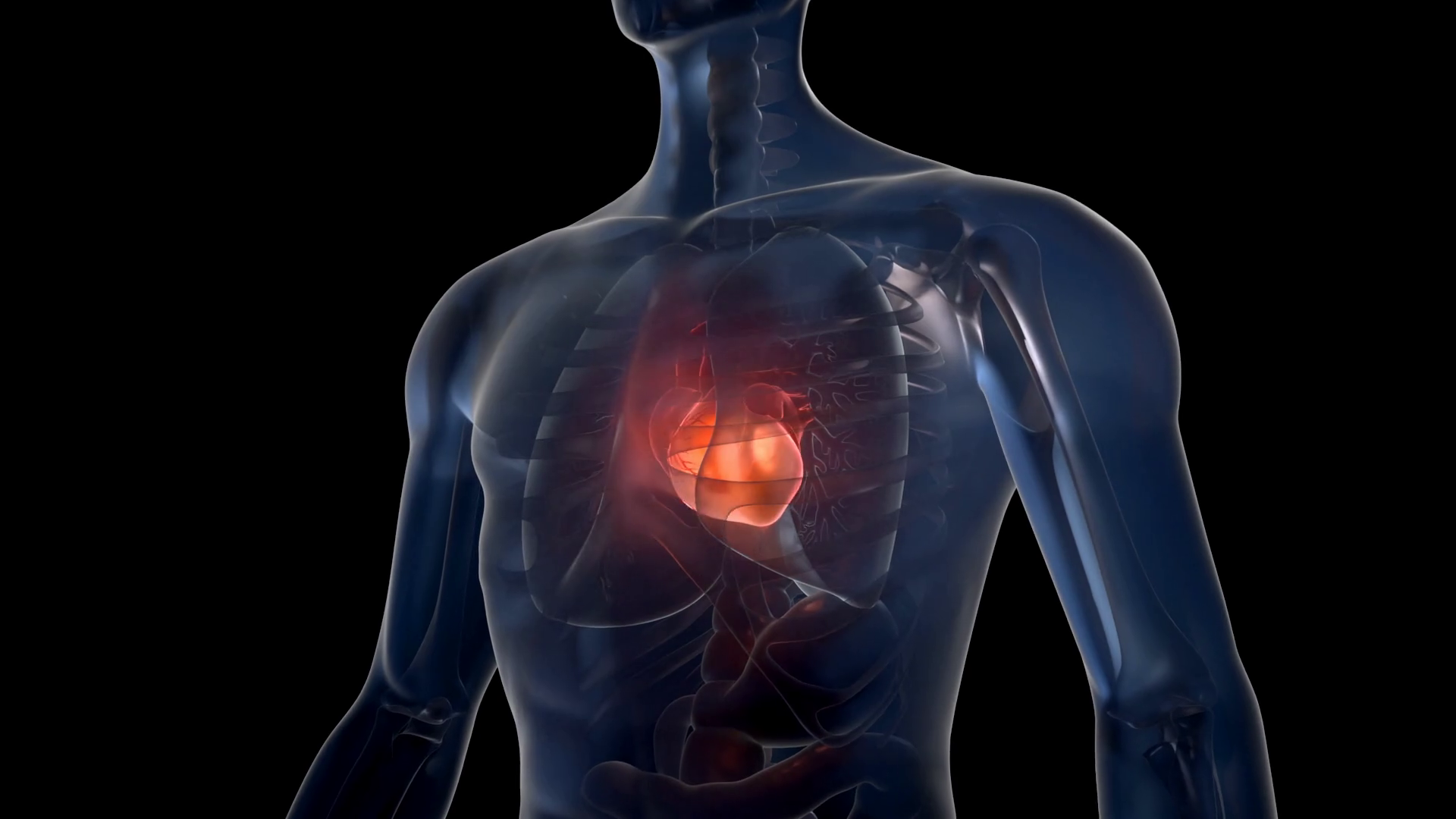 Heartbeat Human Chest With Beating Heart Stock Motion Graphics SBV ...