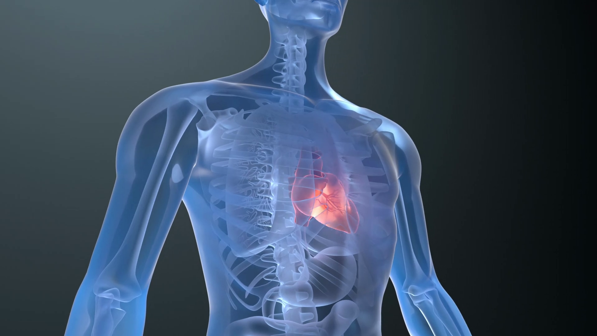 Human Body With Beating Heart Medical Concept Stock Motion Graphics SBV ...