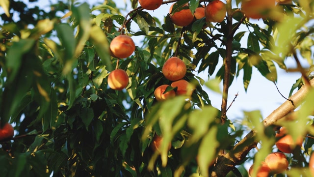 Peach Background Stock Footage: Royalty-Free Video Clips - Storyblocks