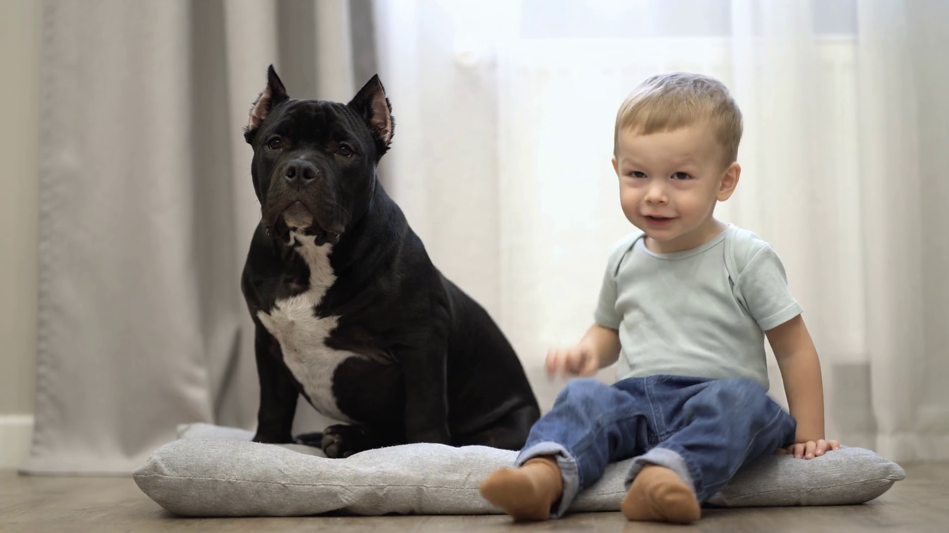 Little Boy Sitting With American Bully Dog Stock Footage SBV-348655791 ...