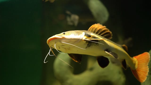 Electric Fish Stock Footage: Royalty-Free Video Clips - Storyblocks