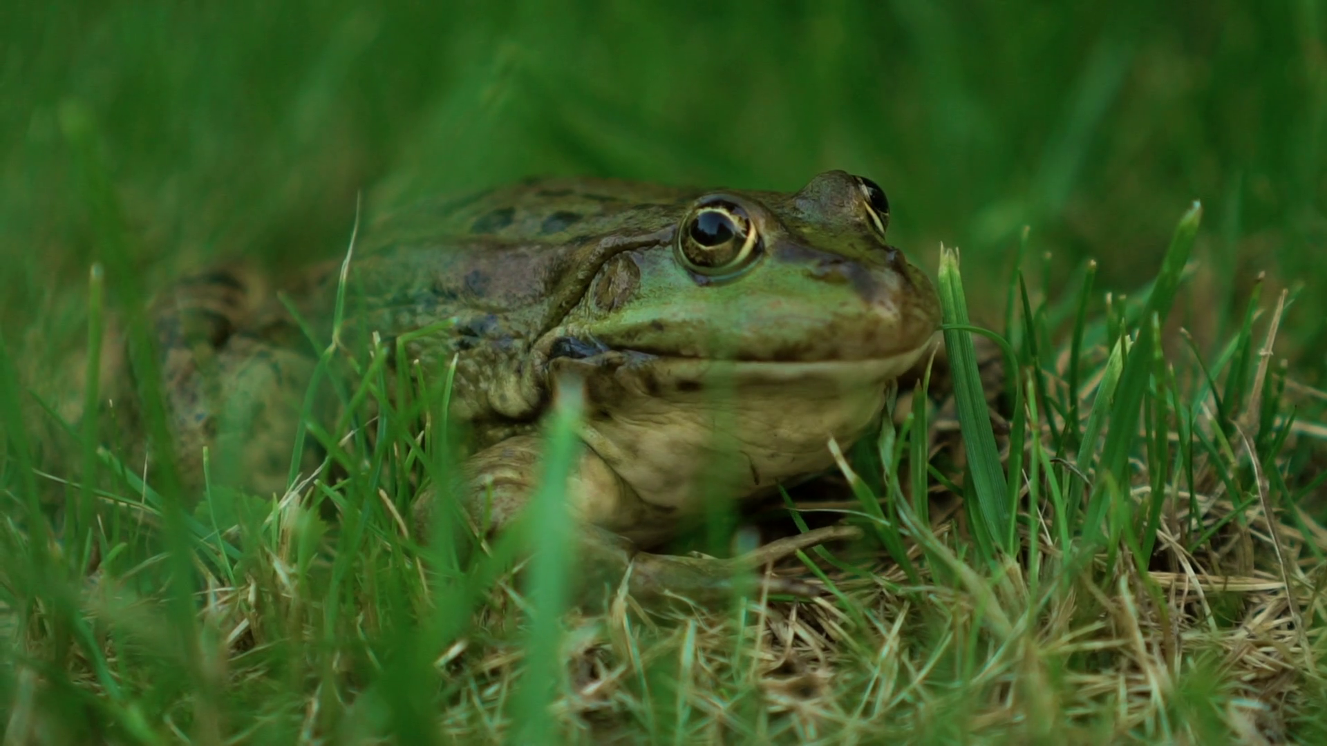 Slowly Big Frog In Nature Stock Footage SBV-336921260 - Storyblocks