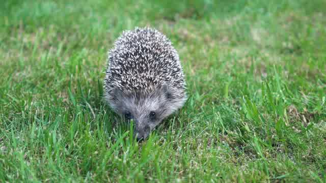 Hedgehog Red Eyes Stock Footage: Royalty-Free Video Clips - Storyblocks