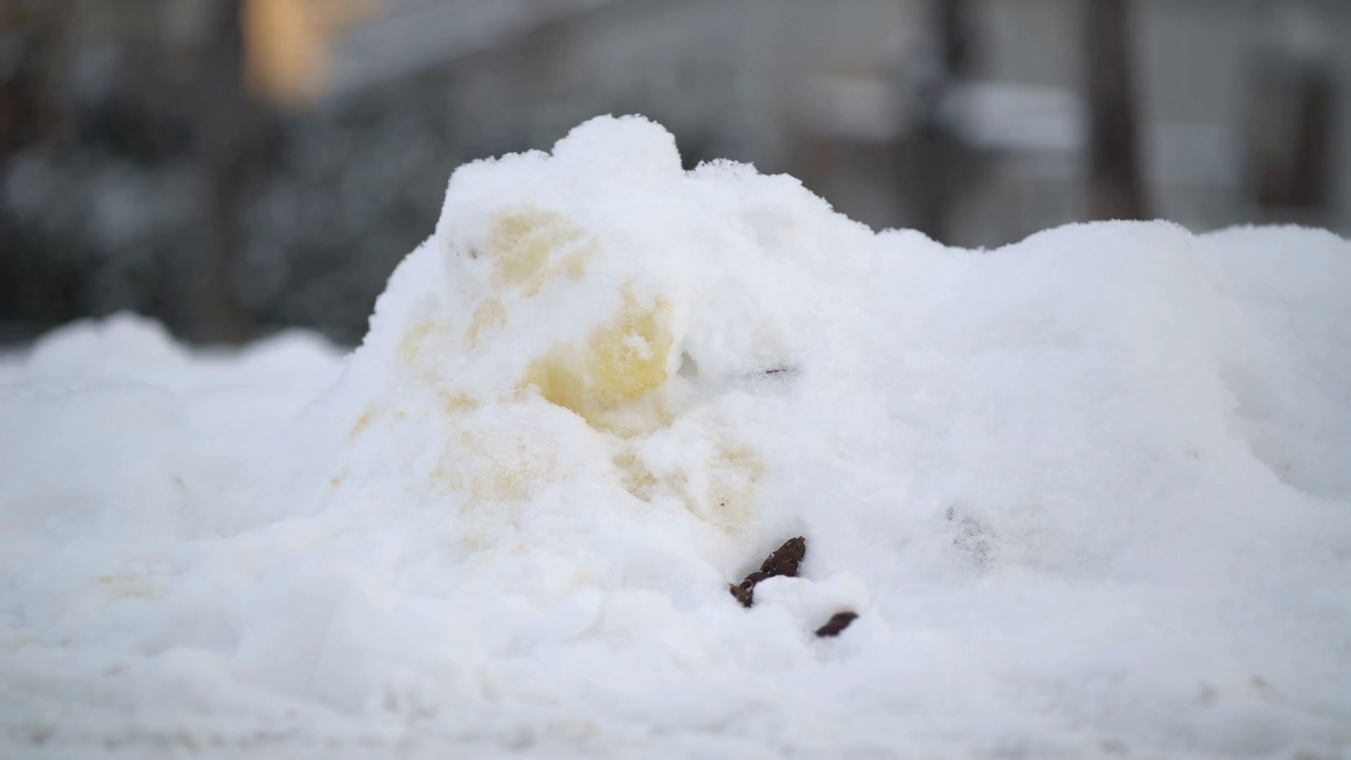 Yellow Dog Urine In Snow At Winter Stock Footage SBV-338978814 ...
