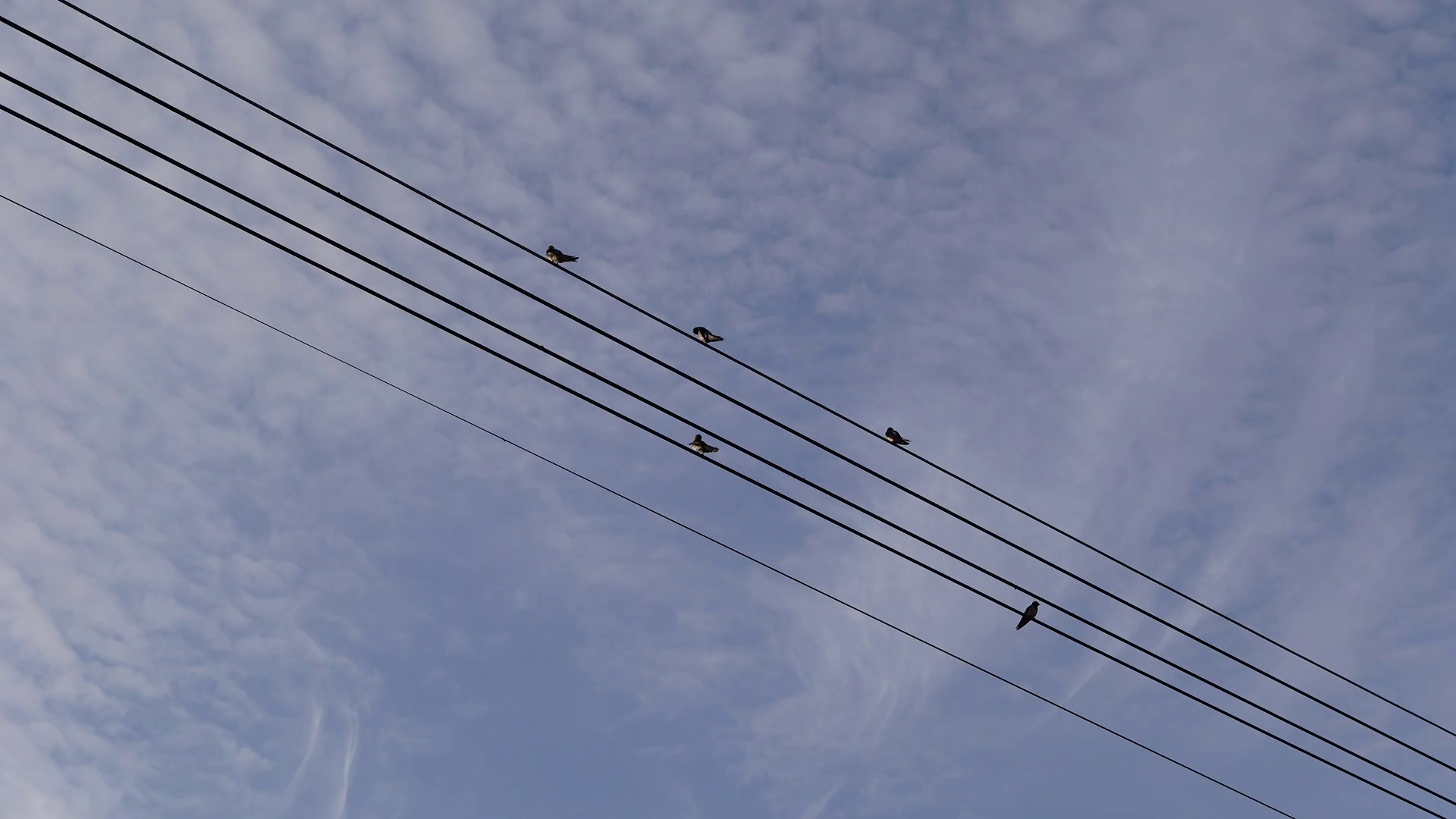 Birds Resting On Electrical Wires Stock Footage SBV-347794343 - Storyblocks