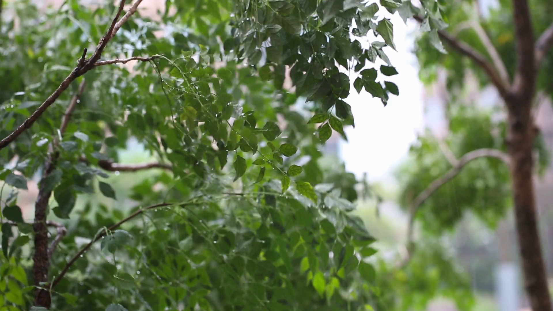 Heavy Rain Shaking Tree Stock Footage SBV-308060695 - Storyblocks