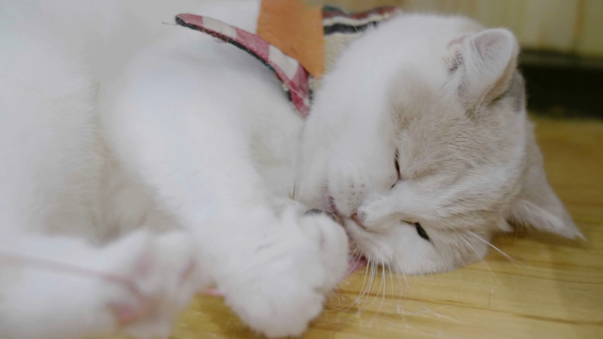 4k Cat Chasing Playing With Cats Toy Funny Stock Footage SBV-320775128 ...
