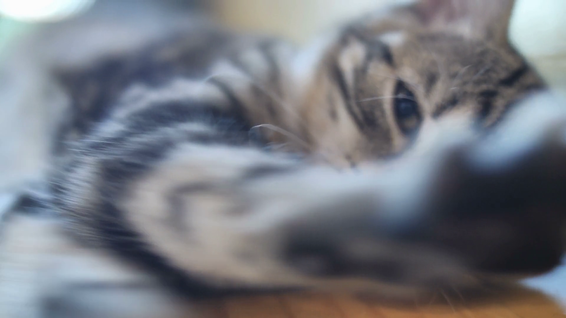 4K Cute tabby cat sleeping with sweet dream at home Stock Video Footage ...