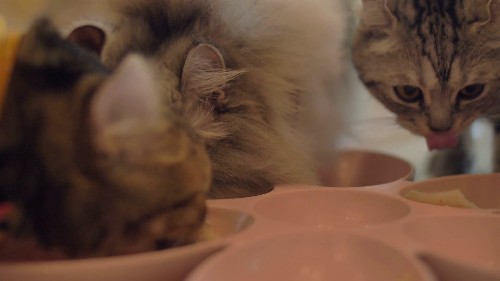 Group Of Lovely Kitten Cat Eating Cat Food Stock Footage SBV-334021515 ...
