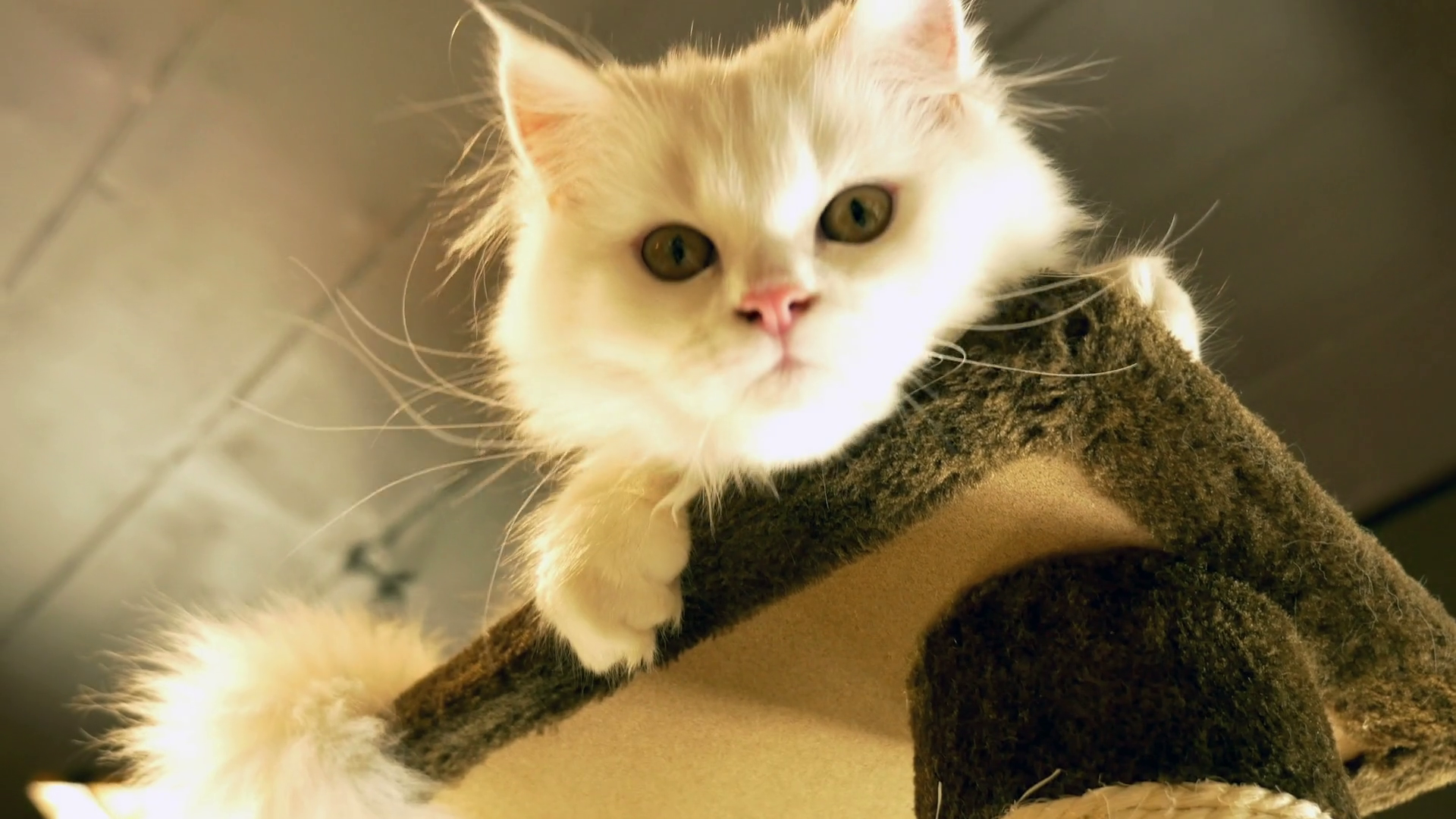 White Kitten Playing On Scratching Tower Stock Footage SBV-301419026 ...