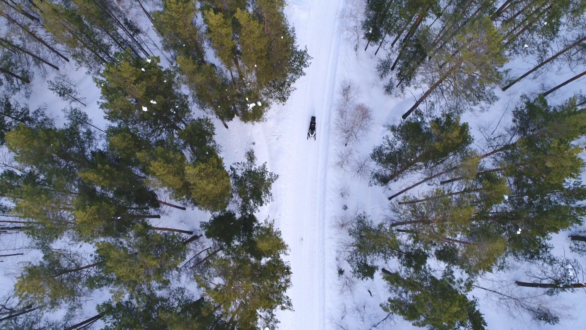 Aerial View Of Winter Forest Covered In Snow Stock Footage SBV ...