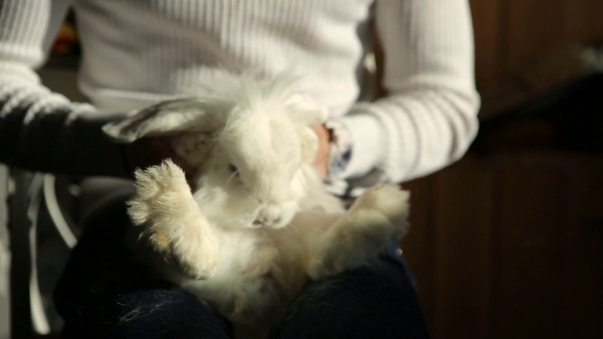 Young Man White Rabbit Stock Footage SBV-306370134 - Storyblocks