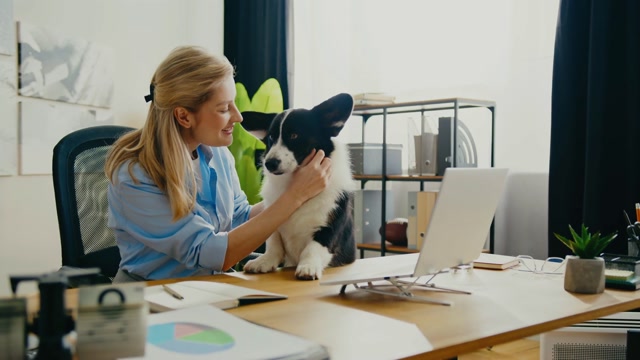 Workplace | Animals stock footage - Storyblocks