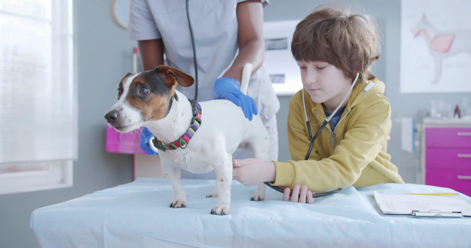 Close Up On Jack Russel Dog At Vet Stock Footage SBV-348443788 ...