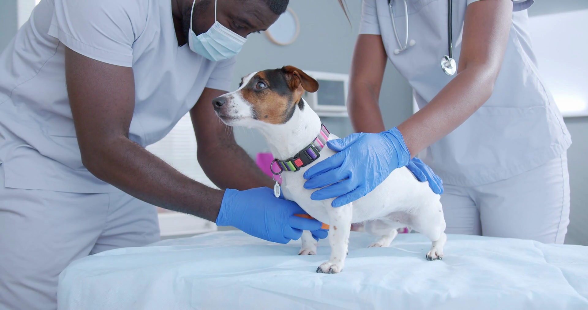 Close Up On Scared Jack Russel Dog Standing Stock Footage SBV-348443804 ...