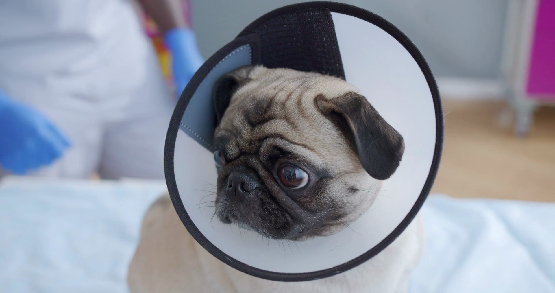Close Up On Concerned Sad Scared Pug Dog In Stock Footage SBV-348443861 ...
