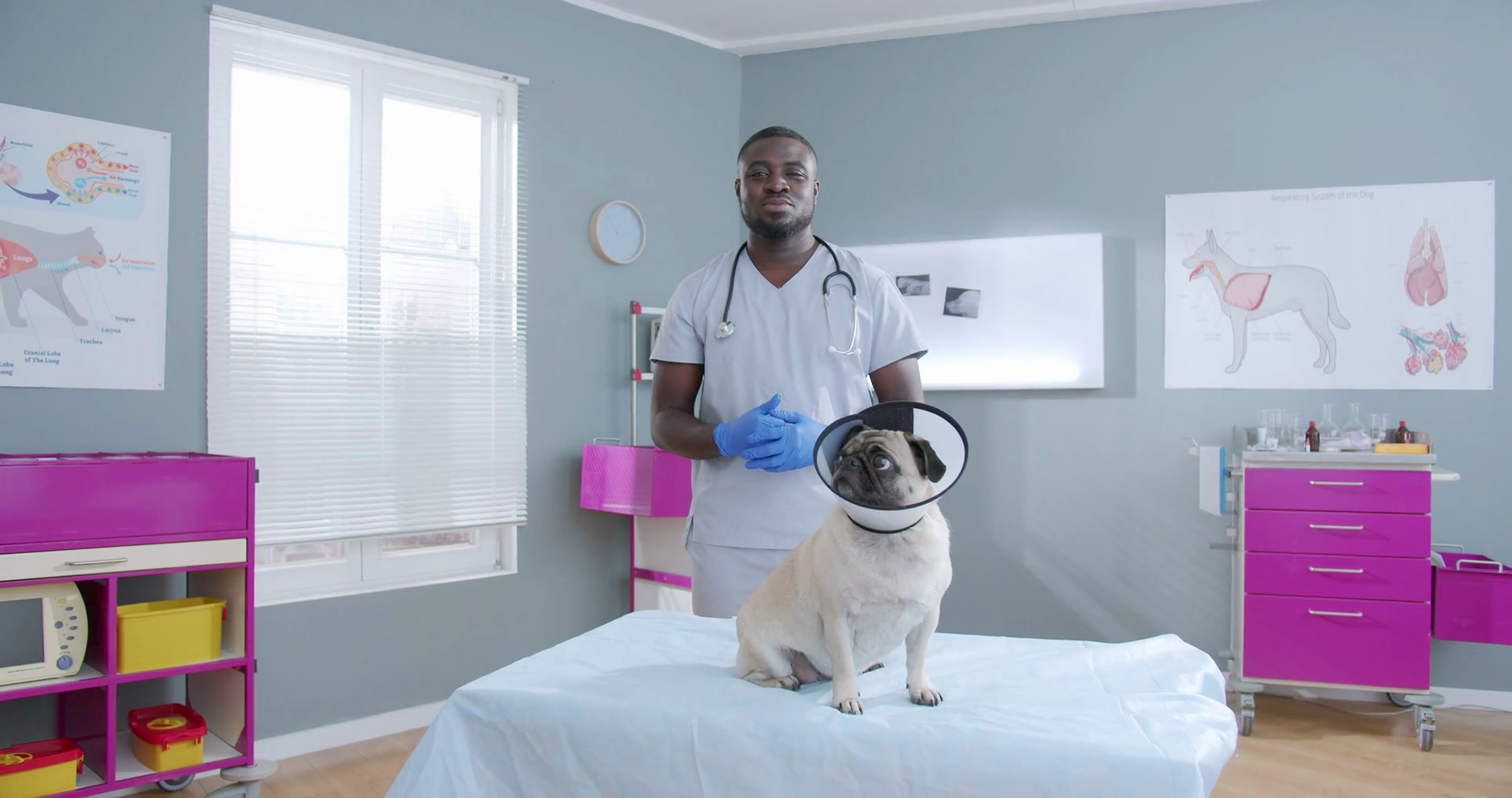 Concerned Sad Scared Pug Dog In Veterinarian Stock Footage SBV ...