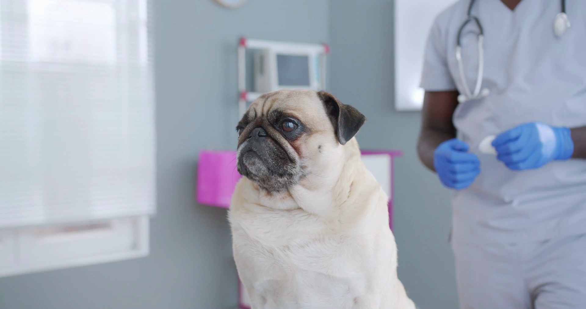 Close Up On Sad Scared Pug Dog Not Willing Stock Footage SBV-348443899 ...